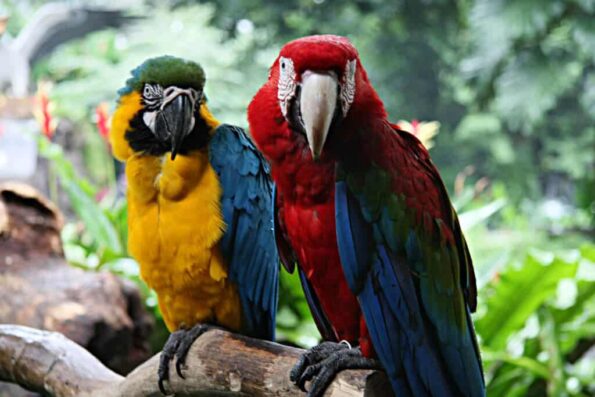 Amazing Places To Volunteer With Animals Abroad