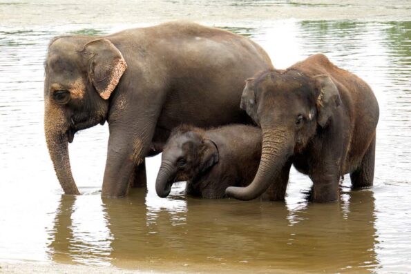 Amazing Places To Volunteer With Animals Abroad