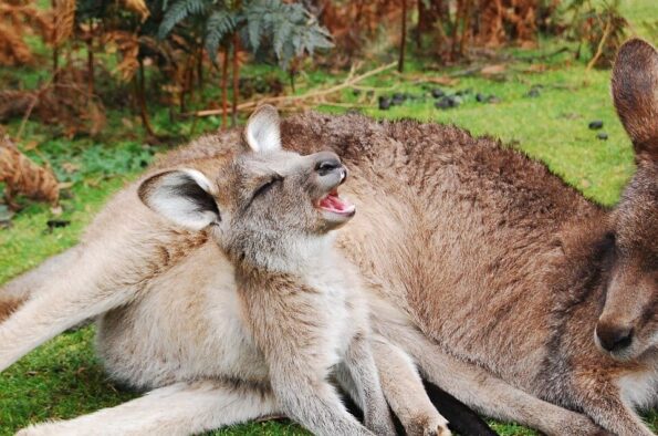 Amazing Places To Volunteer With Animals Abroad