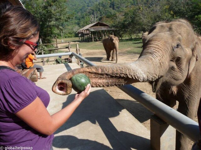 Elephant Nature Park Thailand : Volunteer with elephants