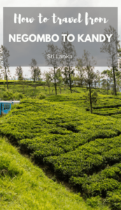 How To Travel From Negombo to Kandy